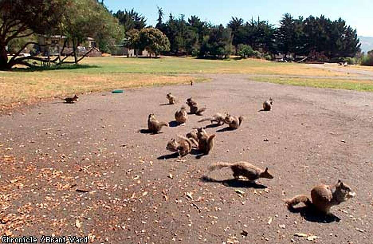 Rodents Romeos / Berkeley Marina's fecund ground squirrels have a date ...