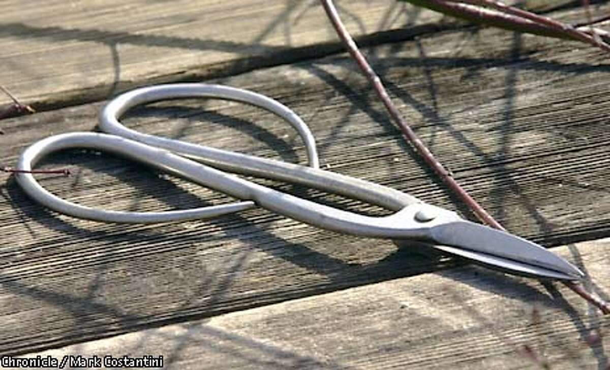 MOMIJI MADNESS / Japanese maples bring grace and beauty to Bay Area gardens