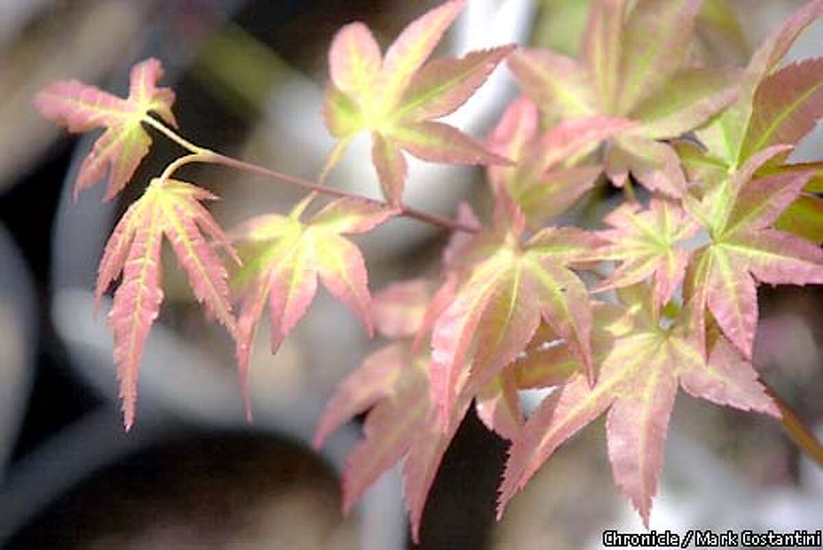 MOMIJI MADNESS / Japanese maples bring grace and beauty to Bay Area gardens