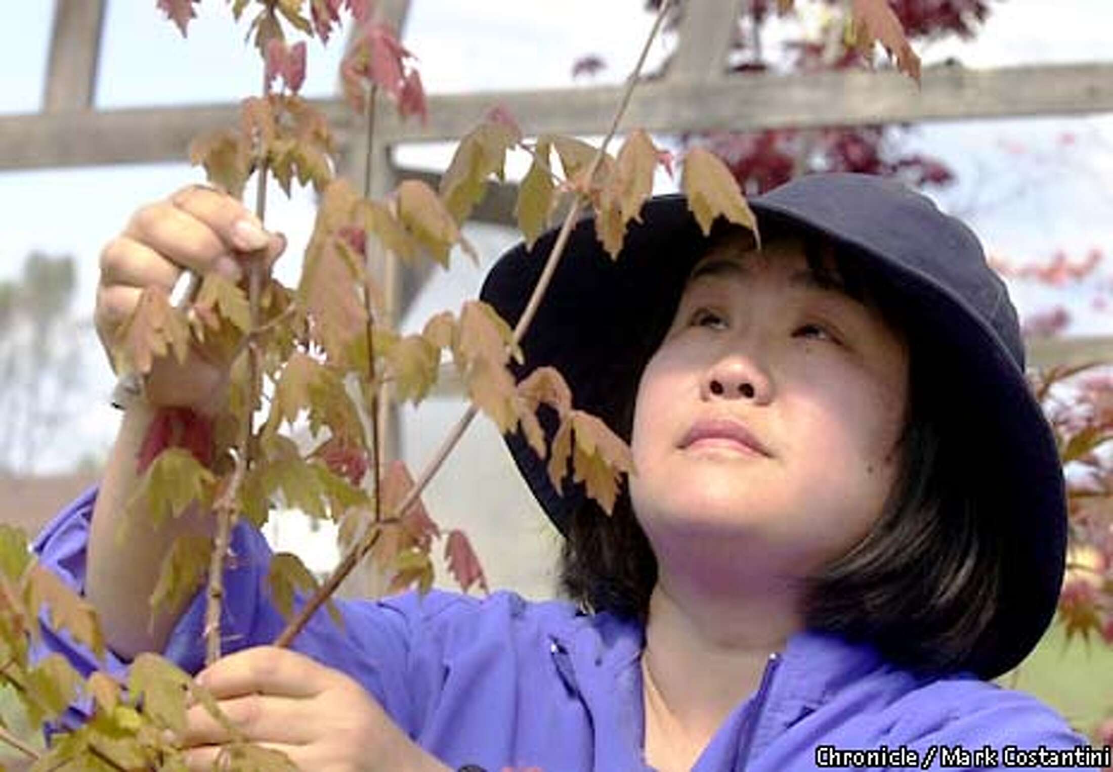 MOMIJI MADNESS / Japanese maples bring grace and beauty to Bay Area gardens