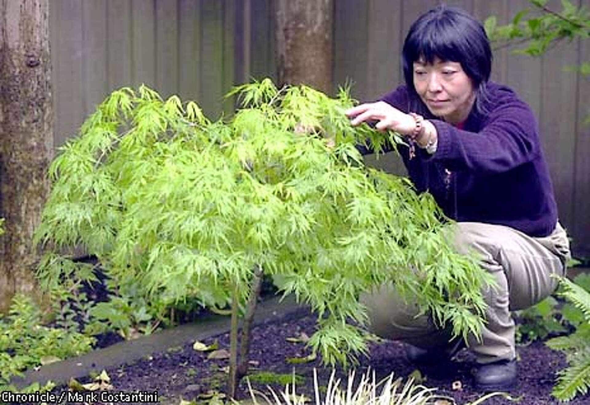 MOMIJI MADNESS / Japanese maples bring grace and beauty to Bay Area gardens