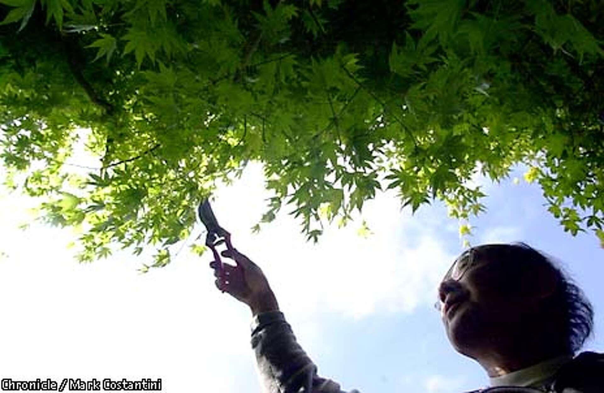 MOMIJI MADNESS / Japanese maples bring grace and beauty to Bay Area gardens