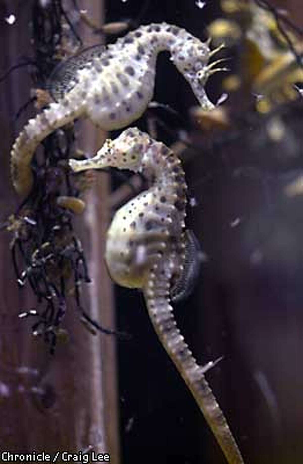 A sea horse's tale / Aquarium's breeding program has been almost too ...