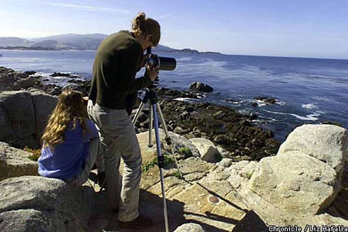 Every otter counts / Annual census begins in state for nearly extinct ...