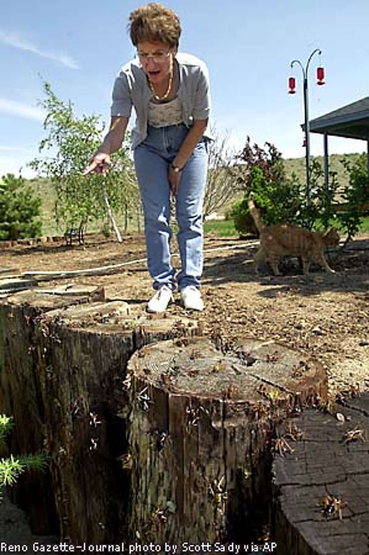 Big, ugly, stinky bugs taking over Nevada / Mormon crickets threaten ...