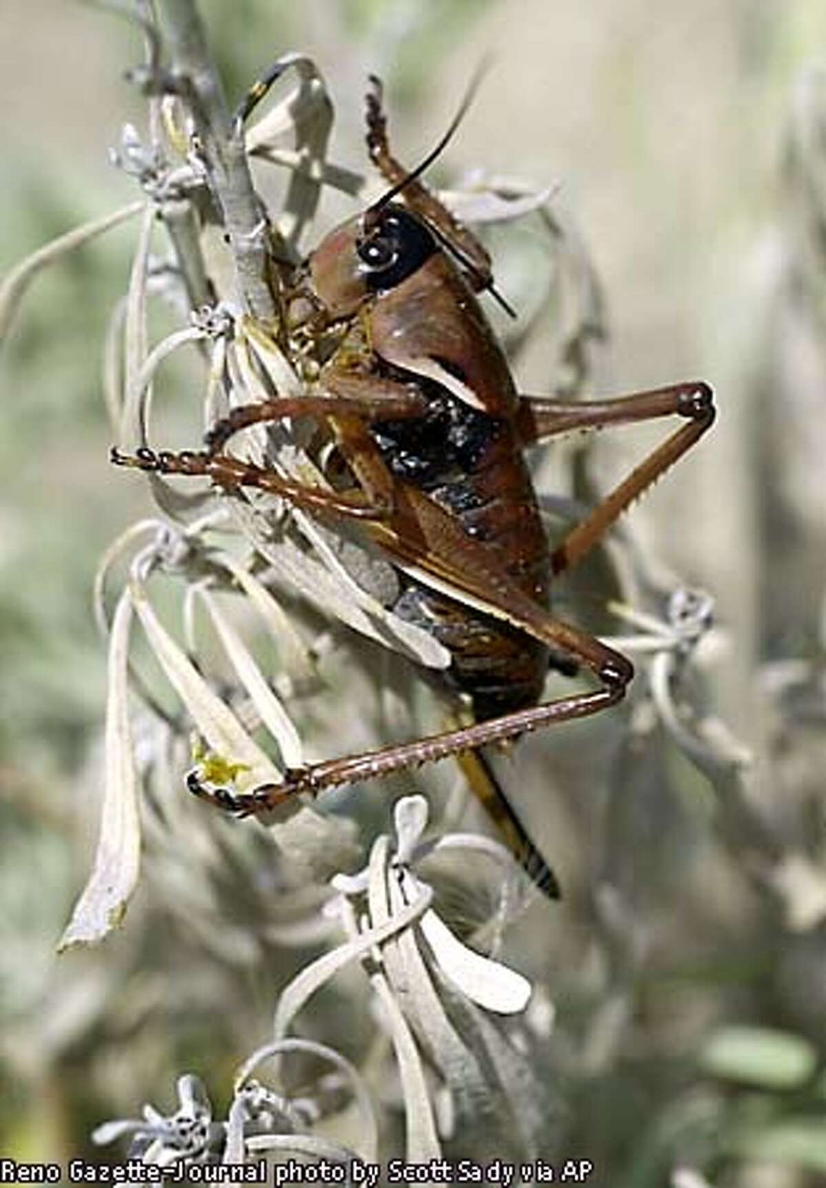 Big, ugly, stinky bugs taking over Nevada / Mormon crickets threaten ...