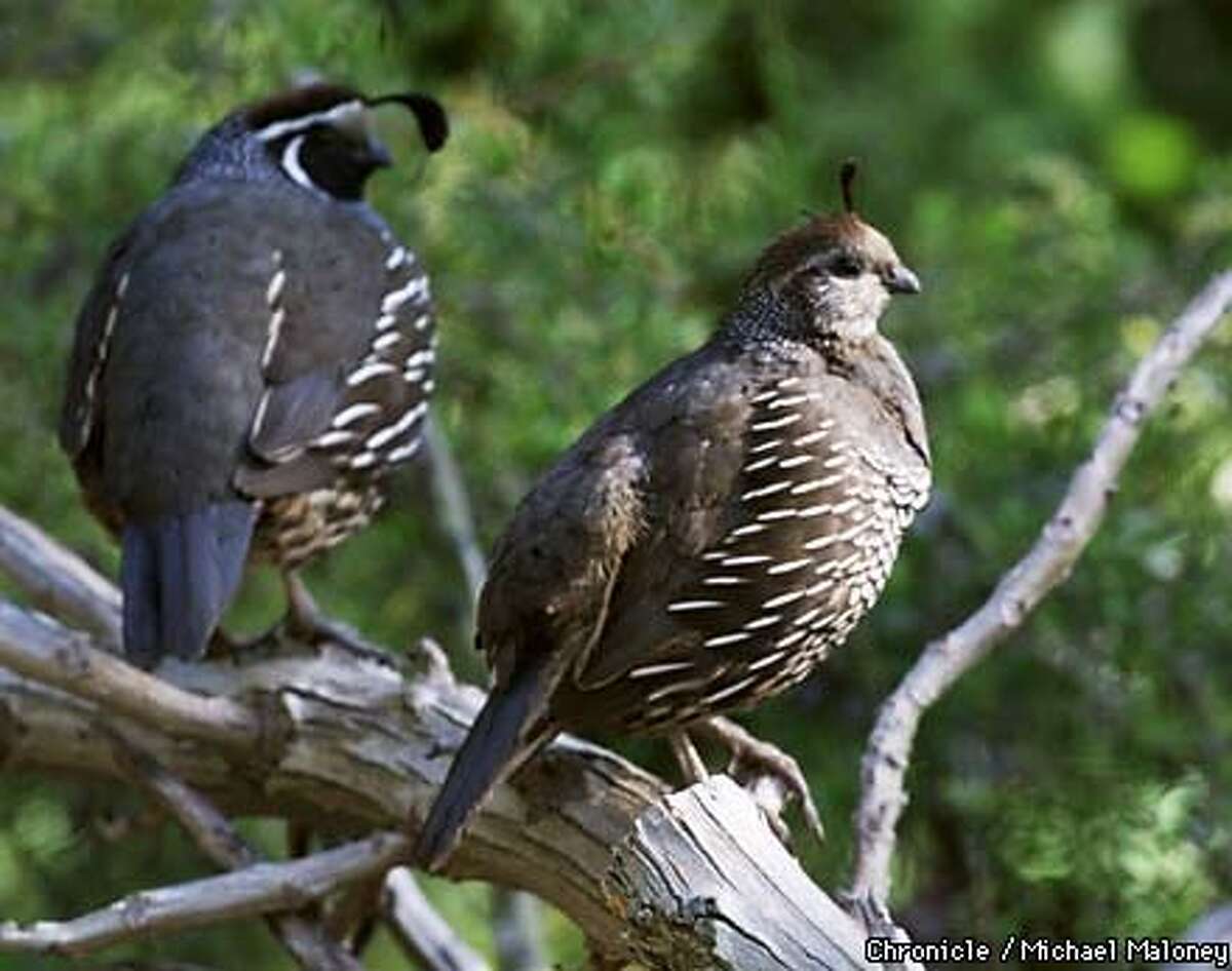 A Quail Quandary / Birds' fans are trying to save the city's falling ...