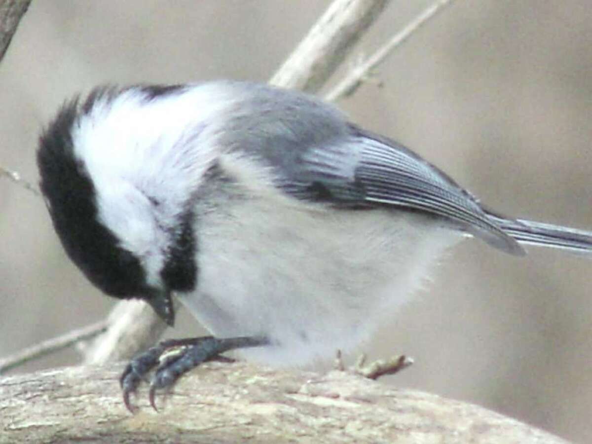 Counting crows . . . and other bird species during annual event