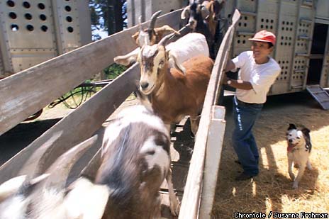A Taste For Their Work / Goats R Us' four-legged workers clear parks ...
