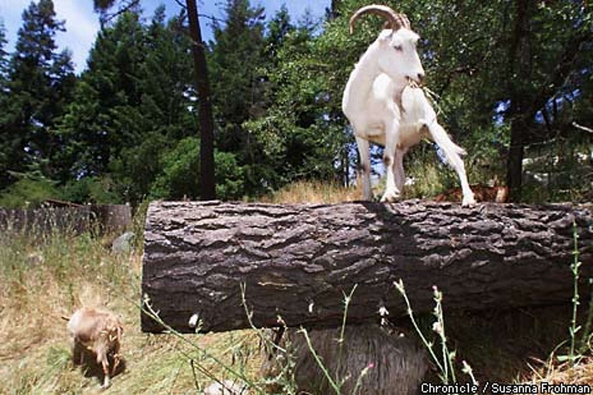 A Taste For Their Work / Goats R Us' four-legged workers clear parks ...