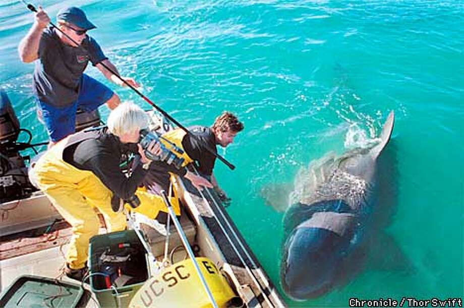 Sharks under siege / Scientists, sport divers at Farallones disagree on ...
