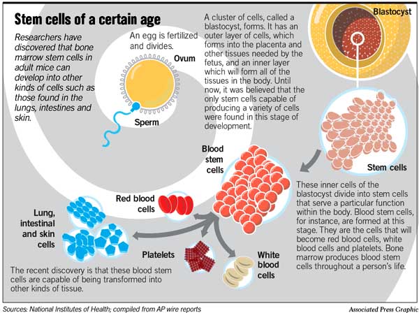Adult stem cells may adapt for body's benefit / 'Astounding' ability ...
