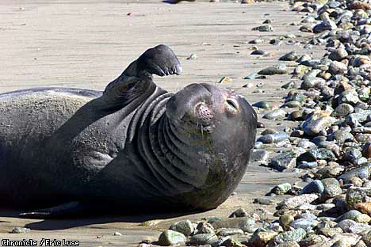 Thousands of elephant seals crowd Point Reyes, shut down popular beach