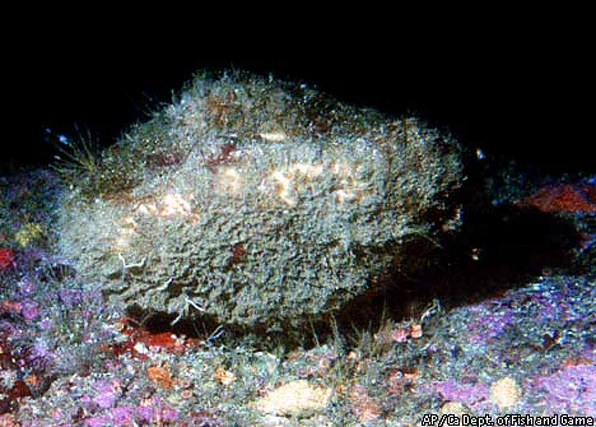 Quest to spawn white abalone moves ahead / Mini-submarine, aphrodisiac ...