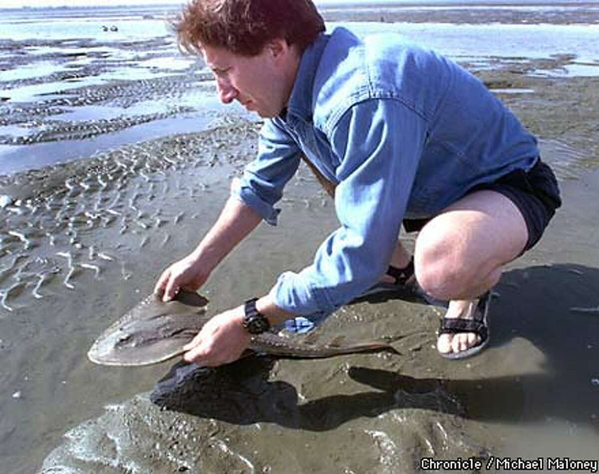 At Work in the Mudflats / Scientists fishing for clearer picture of ...