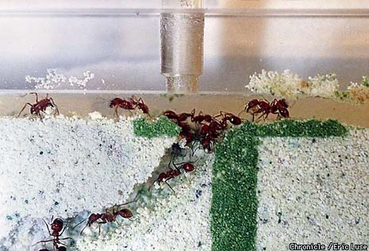 Ants Heed The Call Of Art / As they dig, the dollar erodes at S.F. gallery