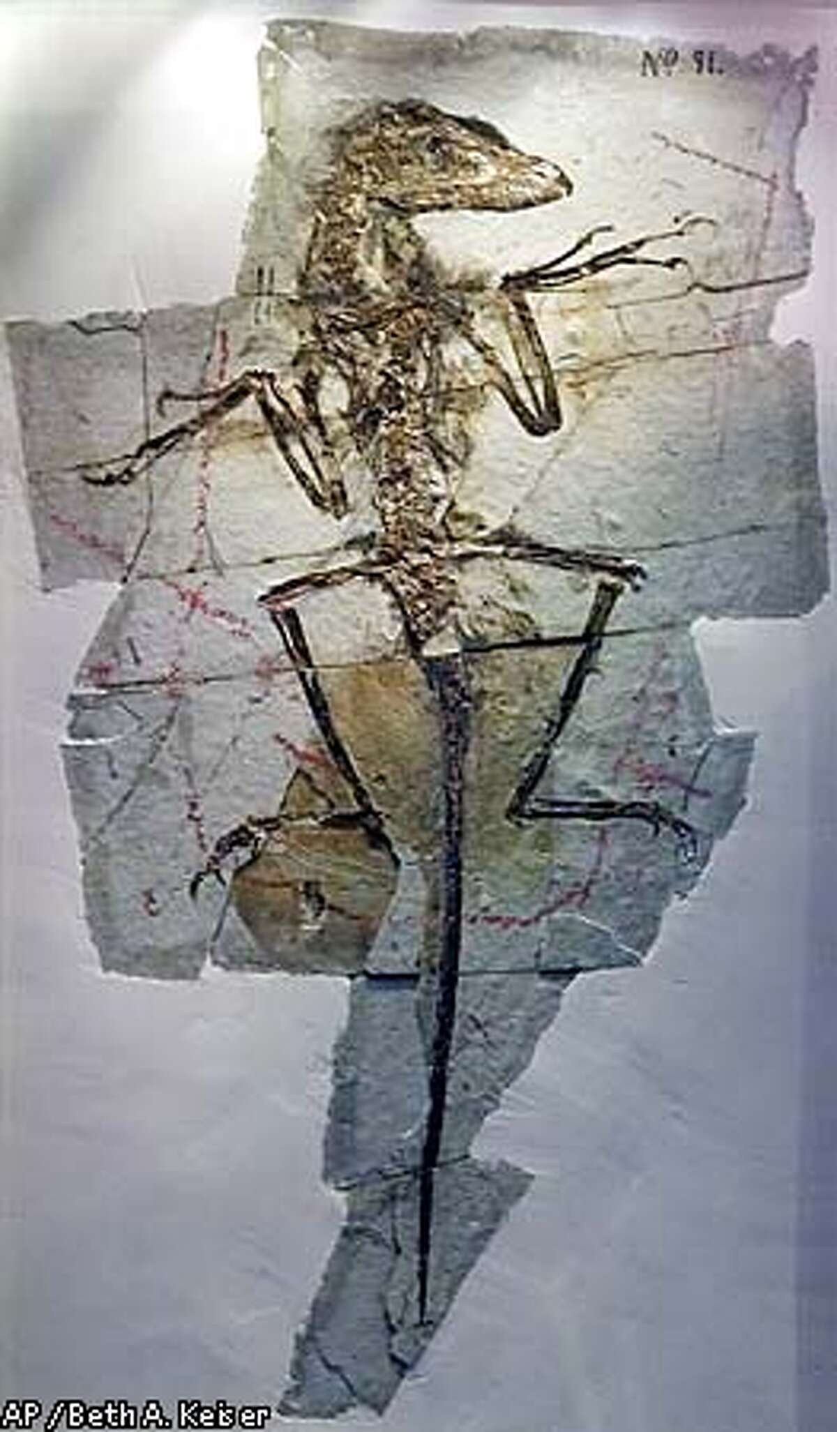 Wingless theropod gives more clues birds evolved from dinosaurs