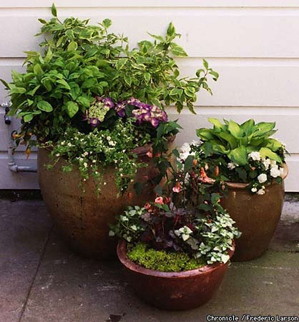 A Living Summer Bouquet / Coordinating plants for pots in sun or shade