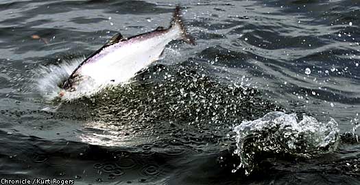 Fishermen Are the Ones Who Get Away