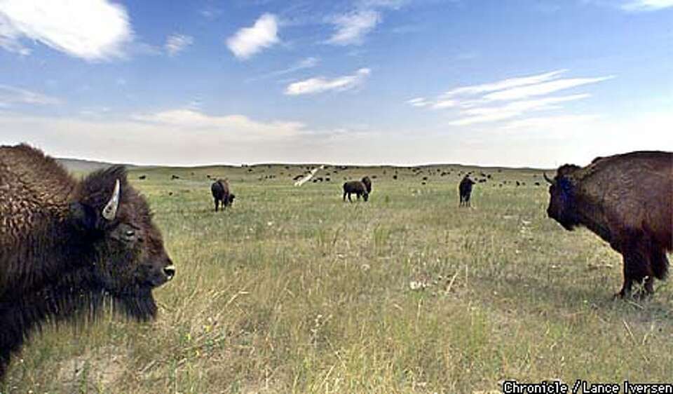 Where the buffalo roam, again / Humans are disappearing from Great ...