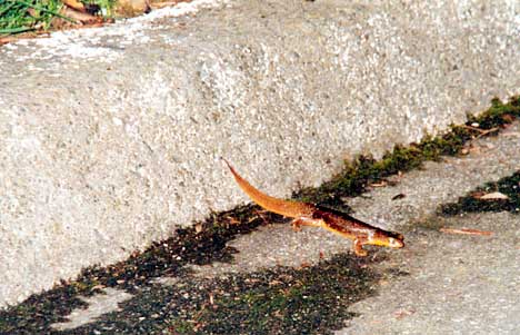 Newts get by -- with a little help from their friends