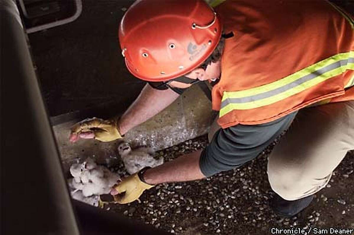 Experts Helping Lift Falcons' Numbers / Chicks under Antioch Bridge are ...