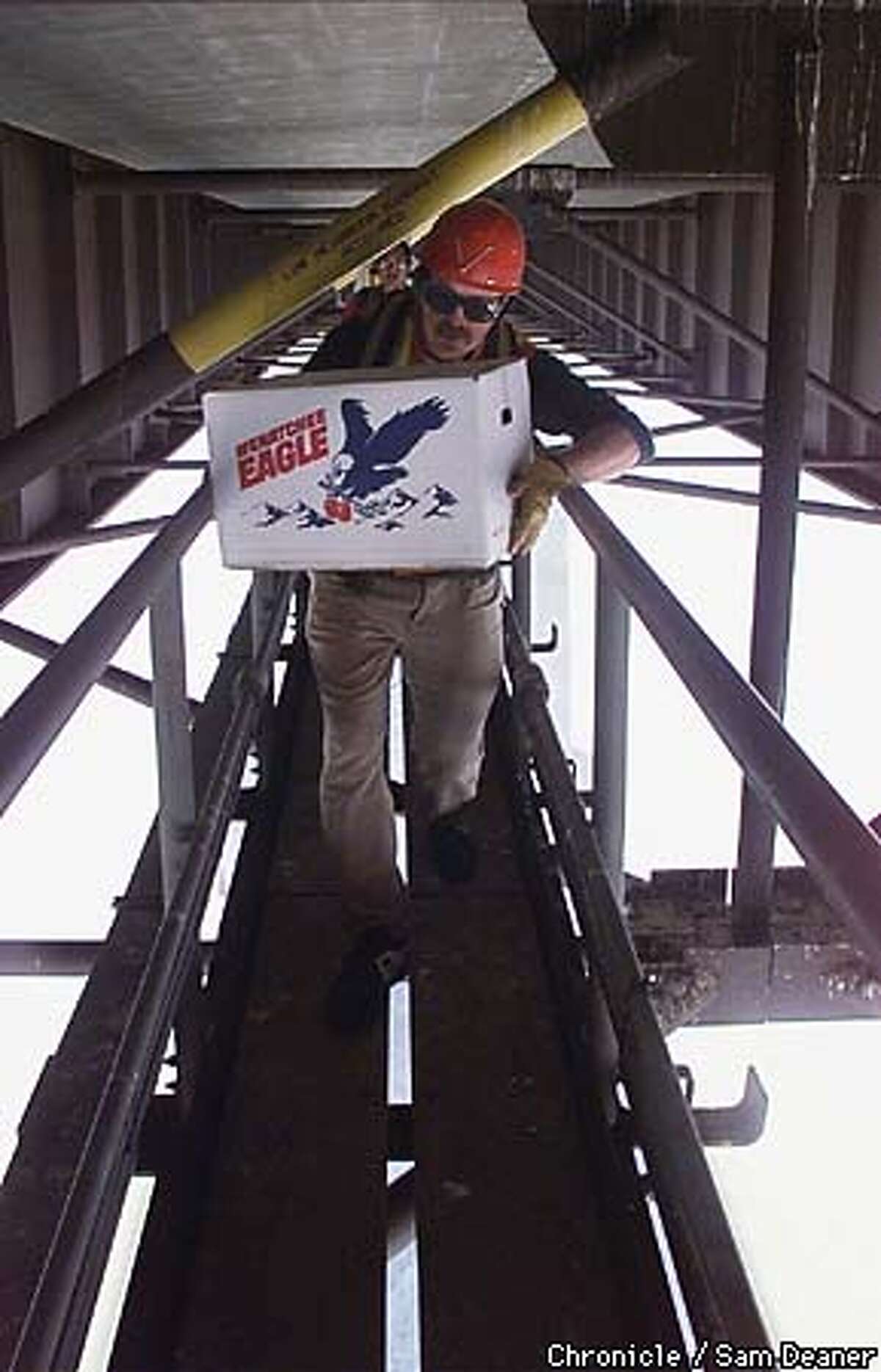 Experts Helping Lift Falcons' Numbers / Chicks under Antioch Bridge are ...