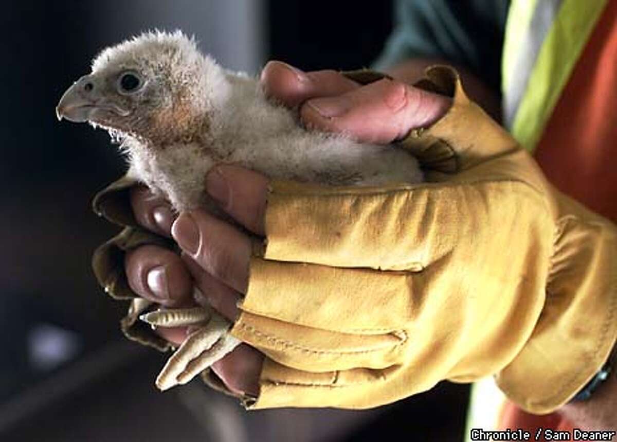 Experts Helping Lift Falcons' Numbers / Chicks under Antioch Bridge are ...