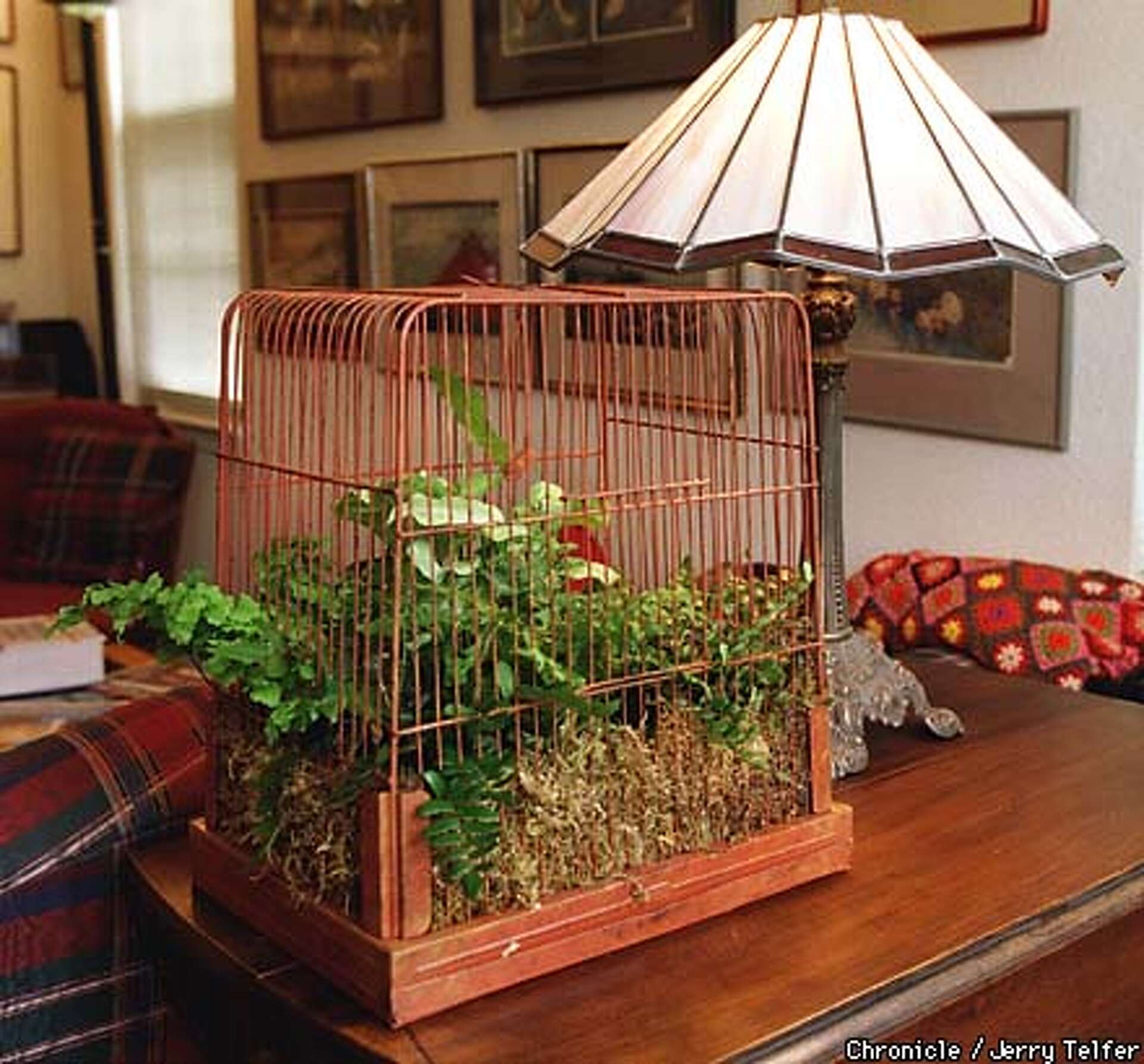 The Begonia in the Gilded Cage / Bird cages make unusual planters