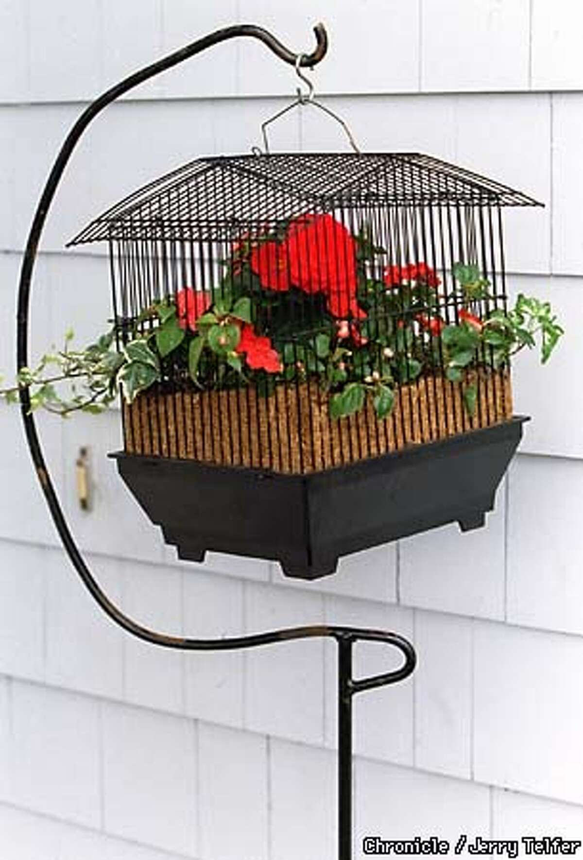 The Begonia in the Gilded Cage / Bird cages make unusual planters