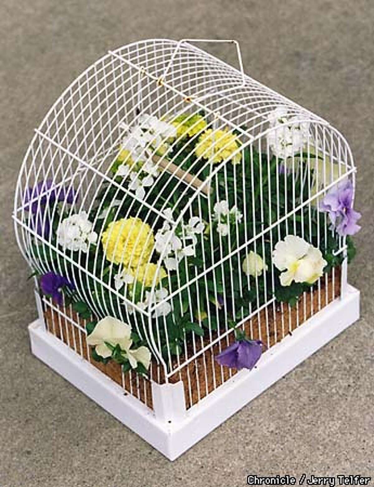 The Begonia in the Gilded Cage / Bird cages make unusual planters