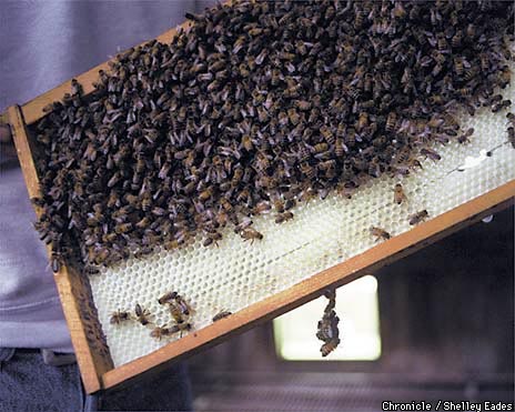 TO BEE OR NOT TO BEE / Wannabe beekeepers at North Bay hamlet discover ...