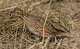 Decline in quail has state looking for answers