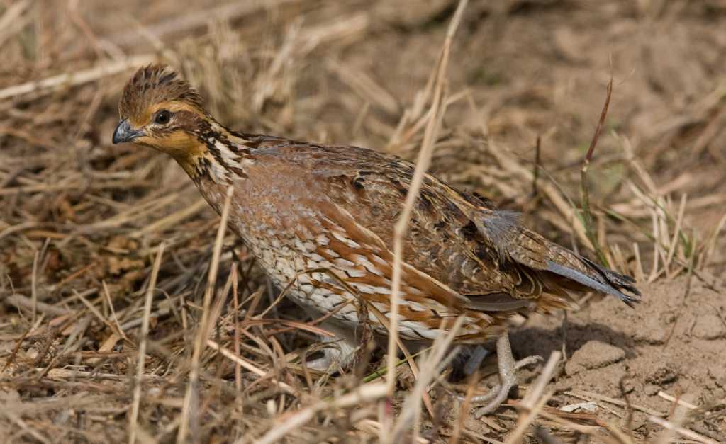 Decline in quail has state looking for answers
