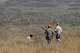 Decline in quail has state looking for answers