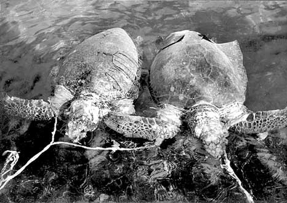 Trawlers Vs. Kenya's Turtles / Foreign shrimp nets besiege vital ...