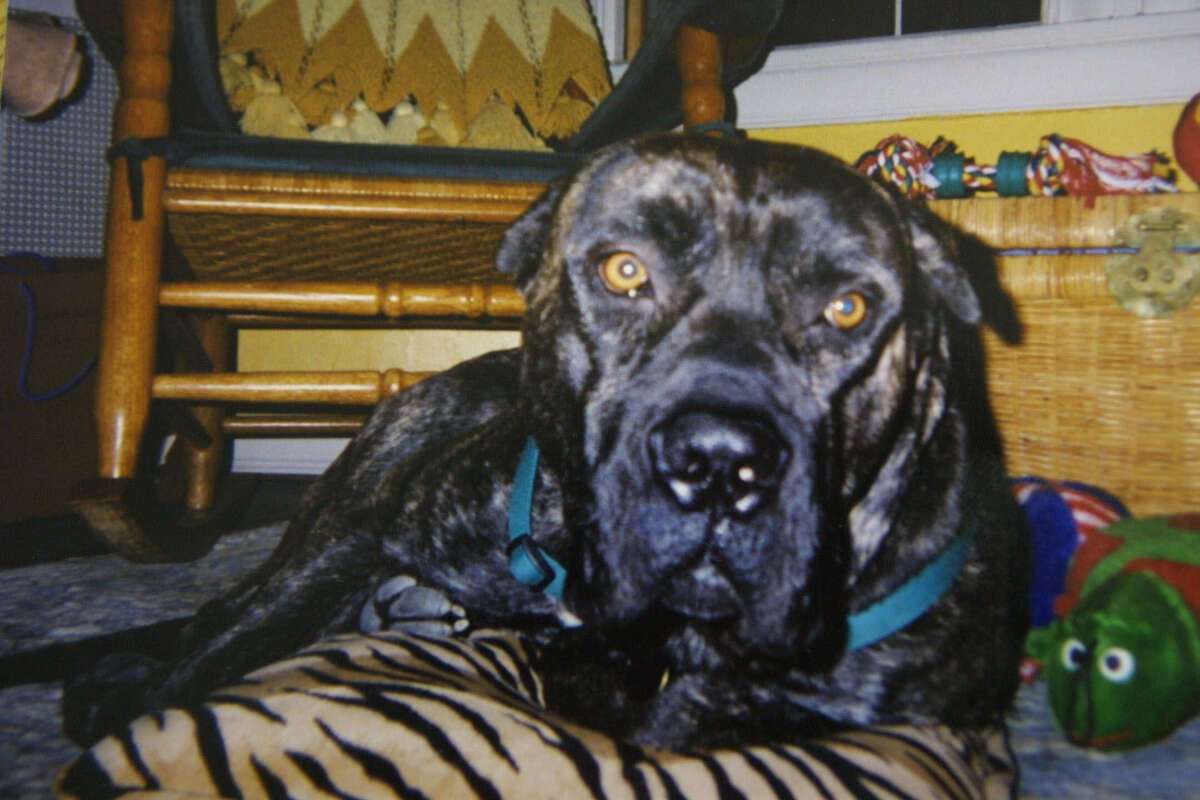 2001 fatal dog mauling of Diane Whipple in San Francisco