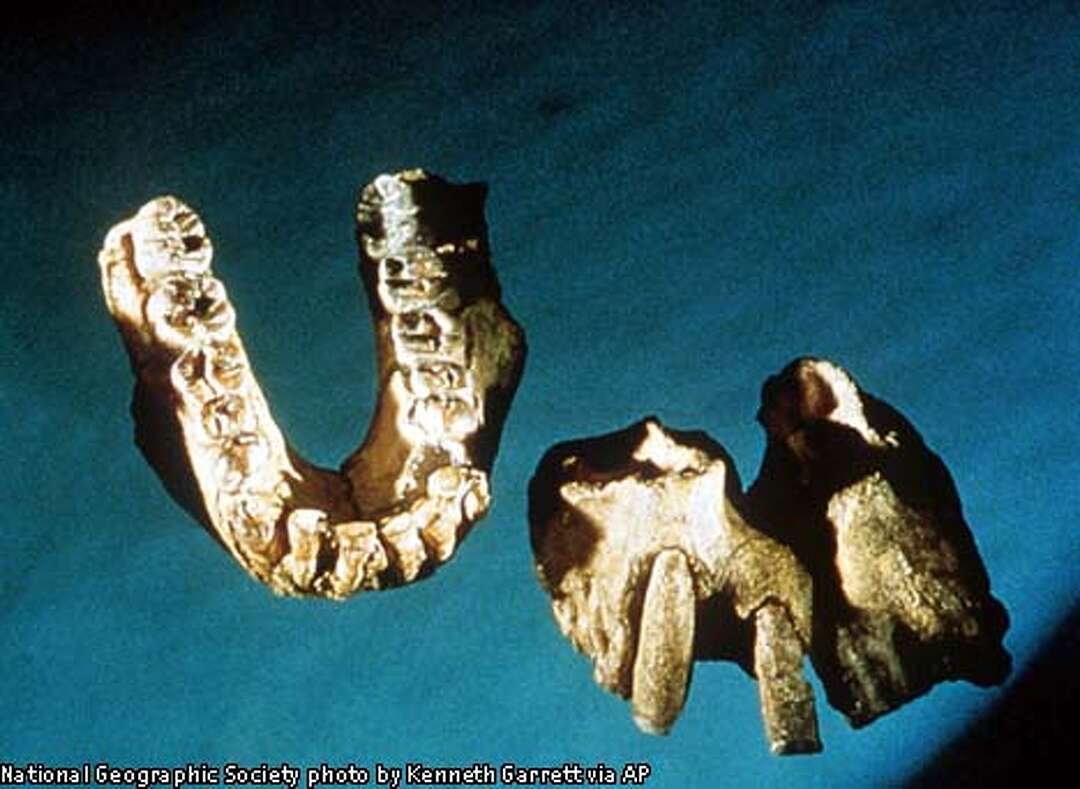Skull an Evolutionary Riddle / Leakeys' fossil find in Kenya brings ...