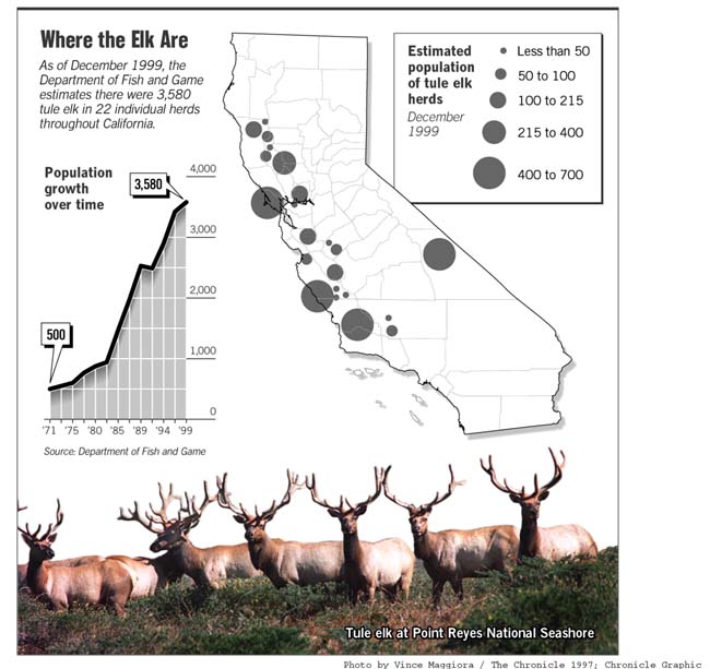 State's Tule Elk Herds Running Out of Room / Running Out of Room to ...