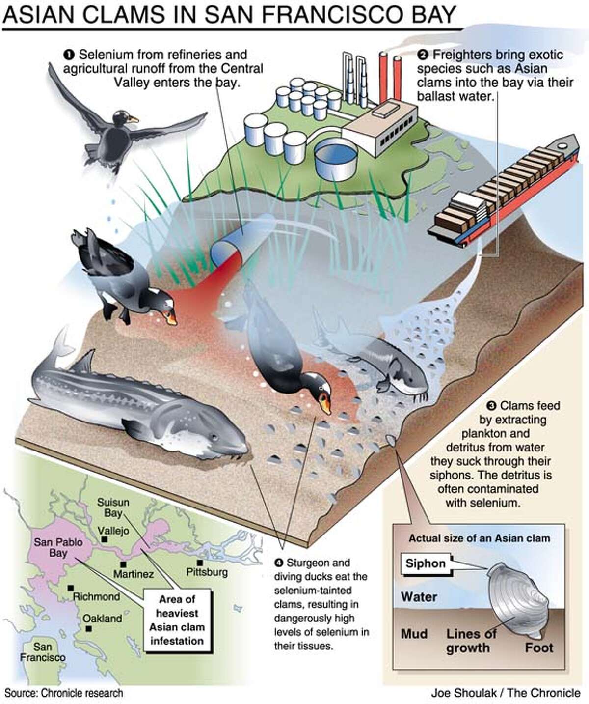 Little Clams, Big Problems / Invasive bivalve poses threat to to bay ...