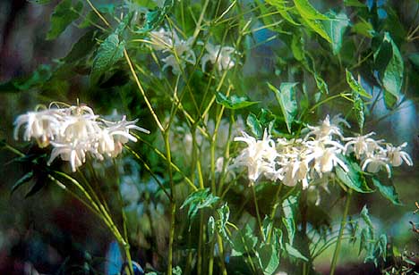 A Flash of Spring Silver