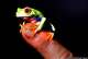 COOL, CREEPY STUFF / Frogs and toads jump to life at Exploratorium