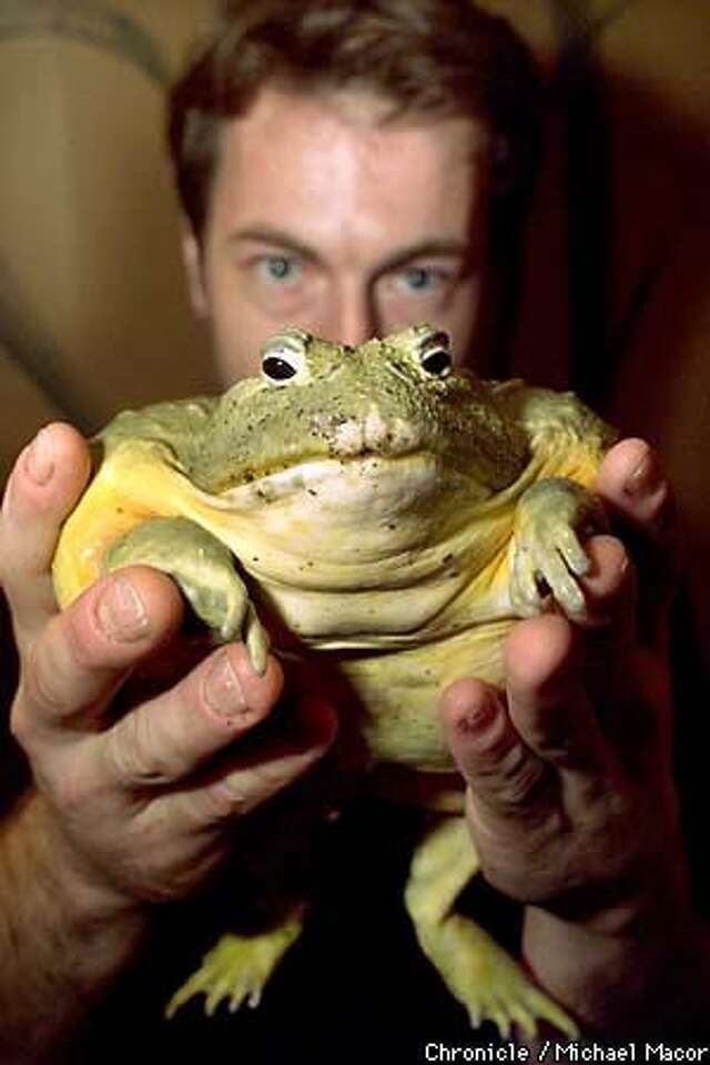 COOL, CREEPY STUFF / Frogs and toads jump to life at Exploratorium