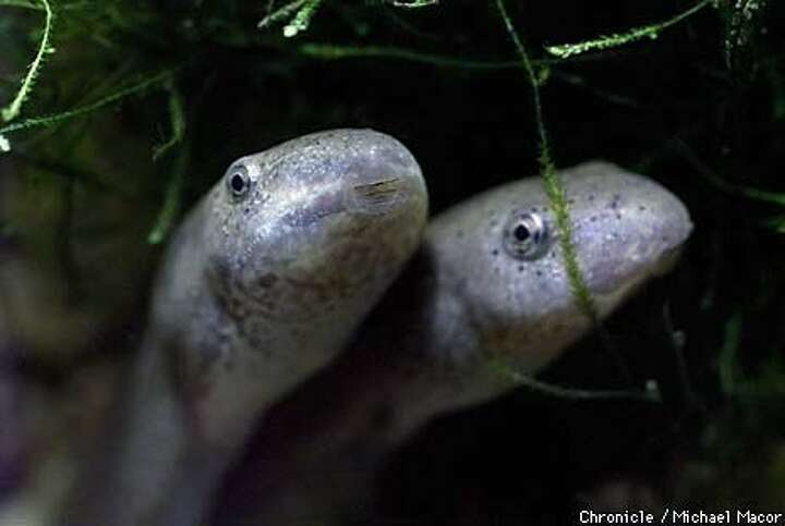 COOL, CREEPY STUFF / Frogs and toads jump to life at Exploratorium