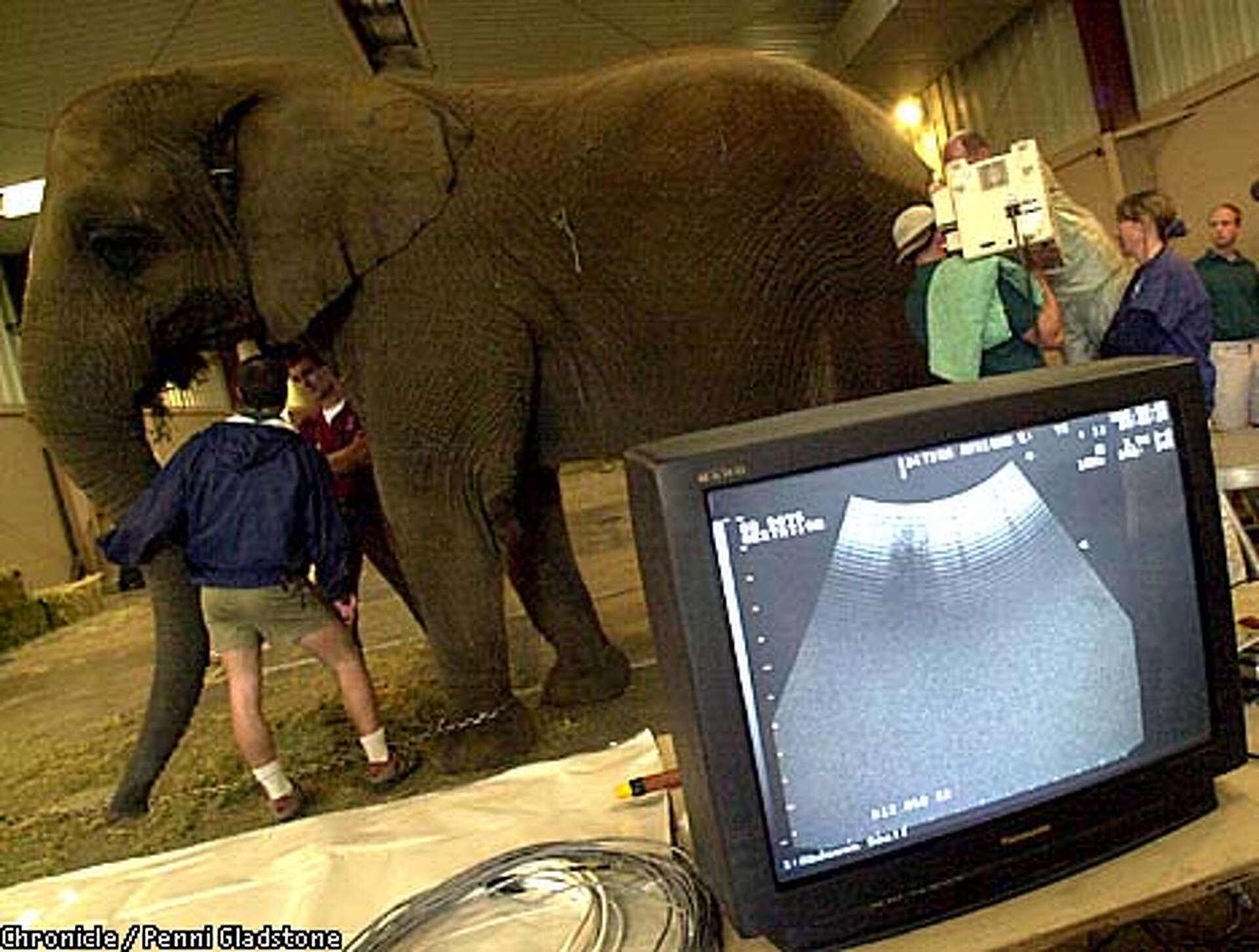 Pregnant Pachyderm / Ultrasound confirms artificially inseminated ...