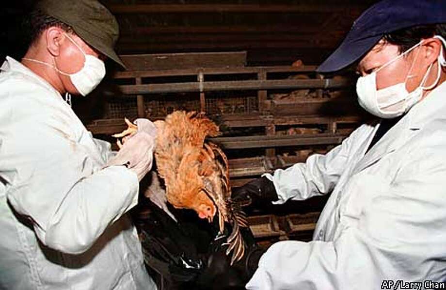 Chicken Slaughter Averted Bird Flu / Health officials feared a dread ...