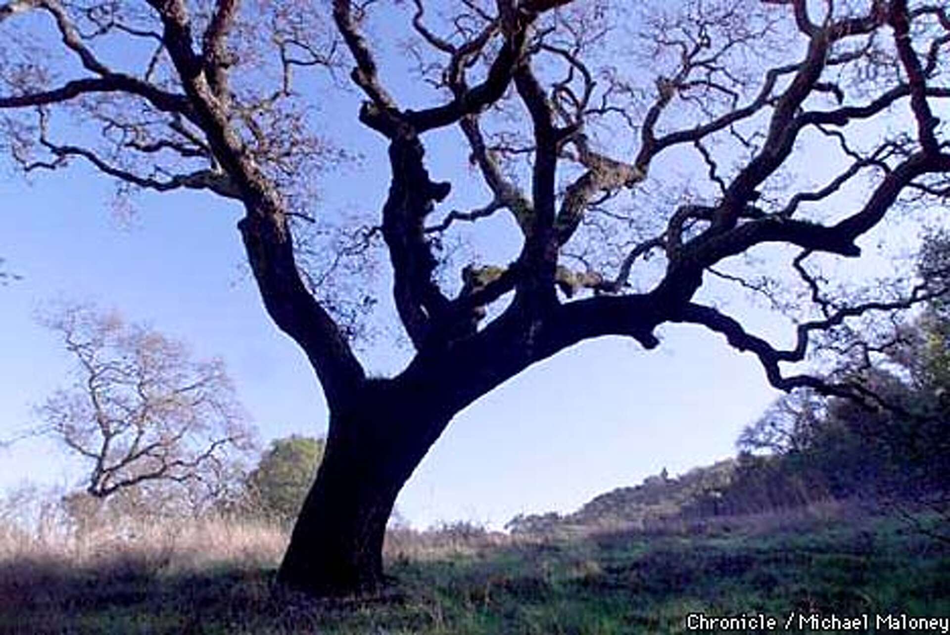 Oak Tree Killer Found In Marin Berry Bushes / Scientists' fears about ...