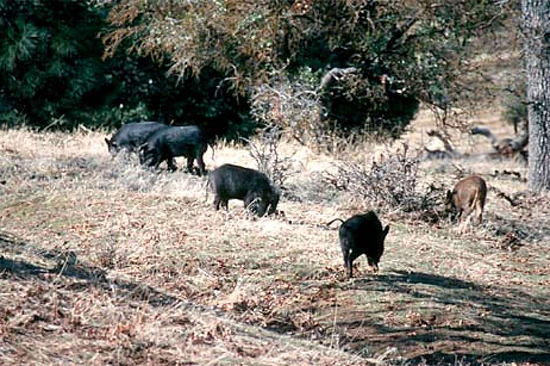 The Many-Splendored Pursuit of the Pig / Second-favorite big-game hunt ...