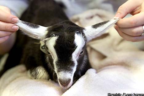Cute, Cuddly Controversial / Ethical, safety issues arise as scientists ...