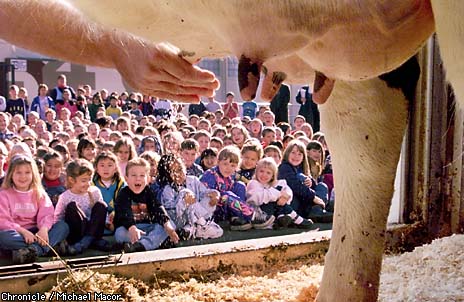 Bit of the Barnyard Visits Schoolkids / A dairy cow and calf fascinate ...